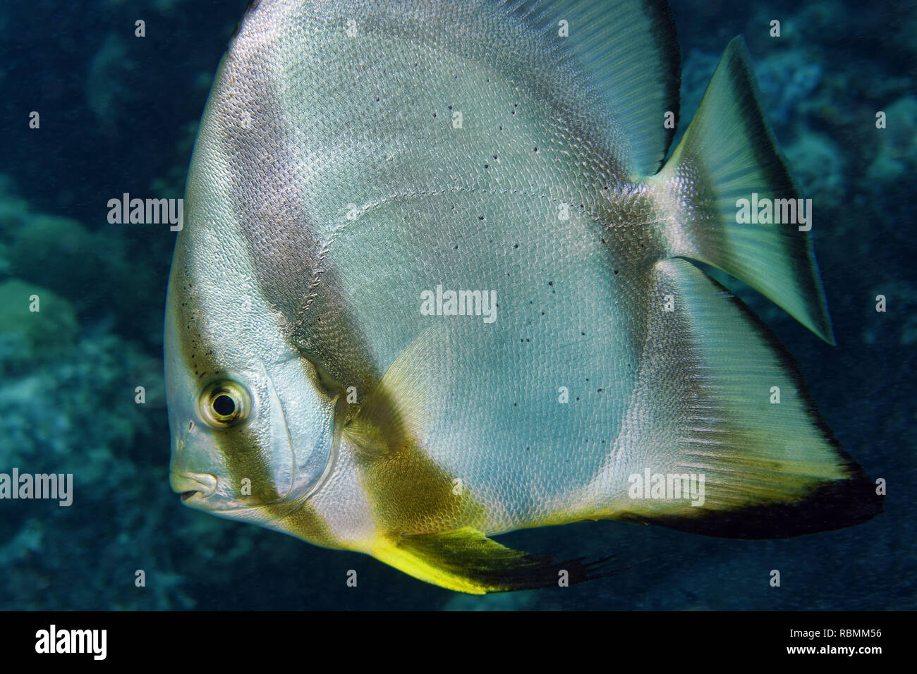 Orbicular hi-res stock photography and images - Alamy