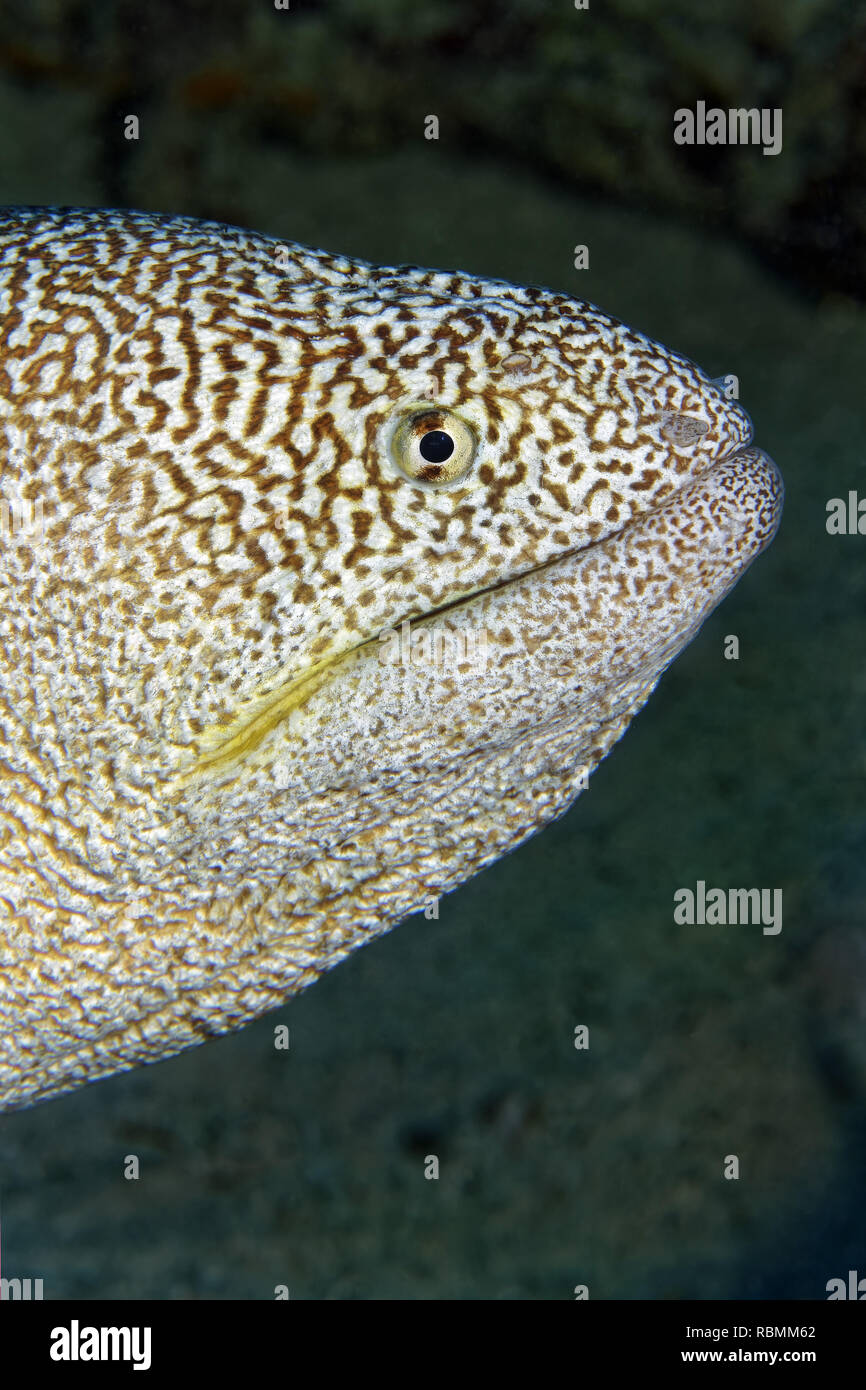Yellow moray eel hi-res stock photography and images - Alamy