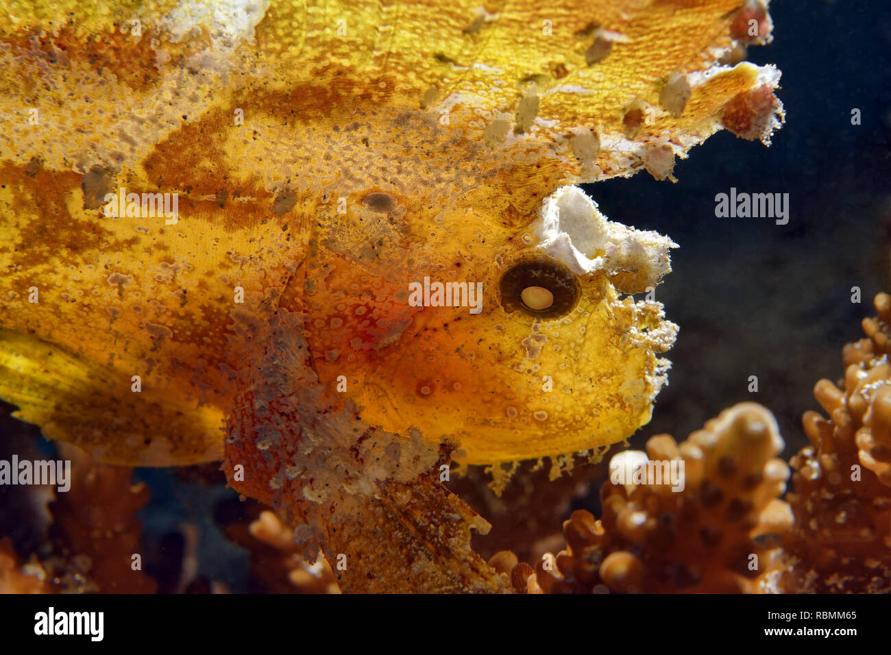Leaf fish - Taenianotus triacanthus Stock Photo - Alamy
