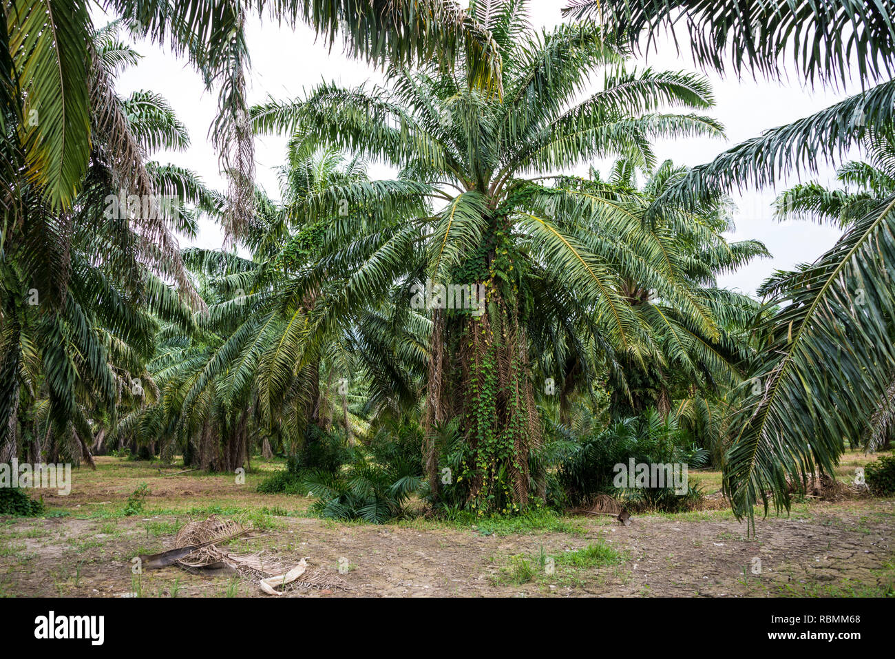 Pallm tree hi-res stock photography and images - Alamy