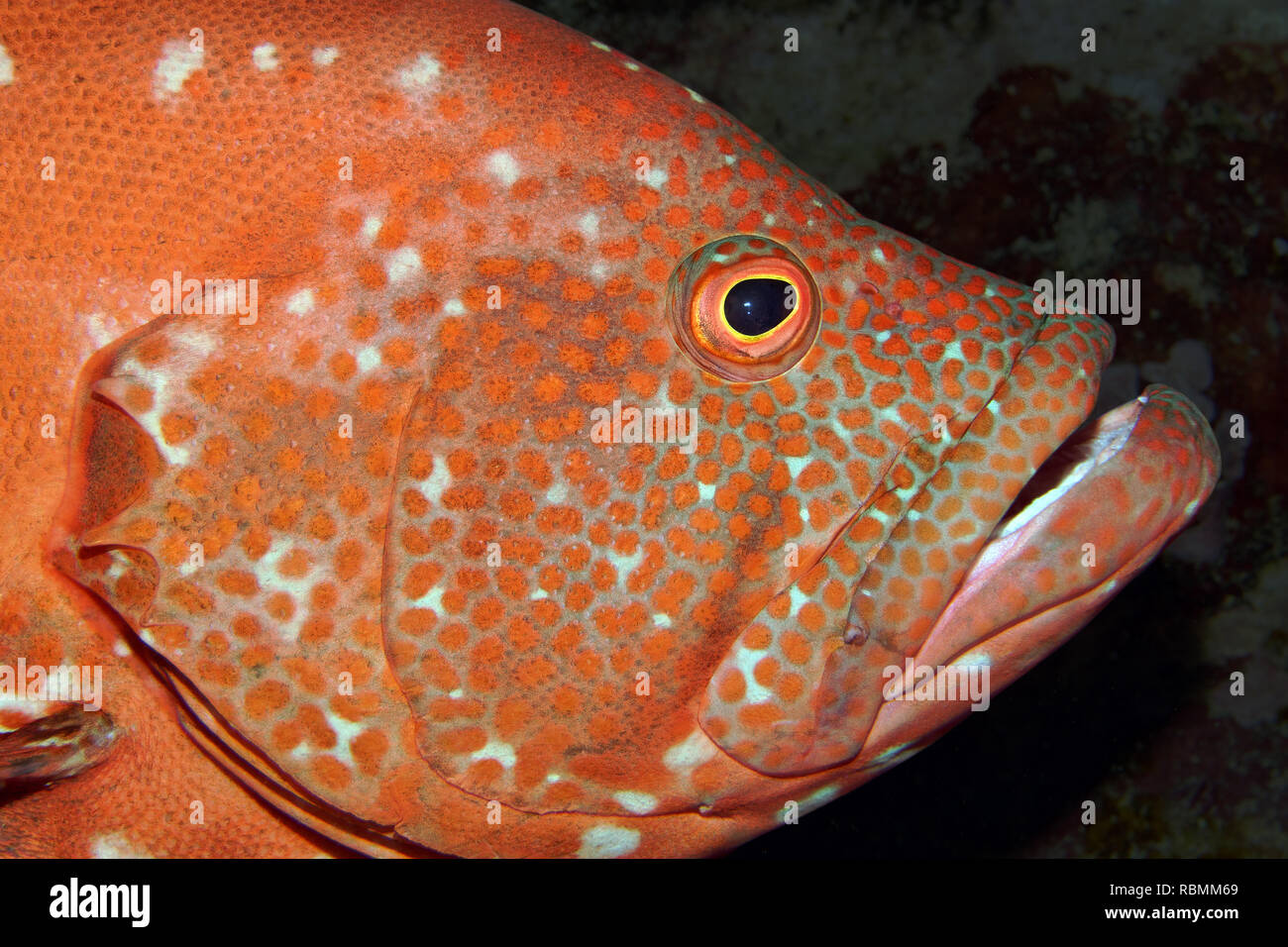 Ephalopholis sonnerati hi-res stock photography and images - Alamy