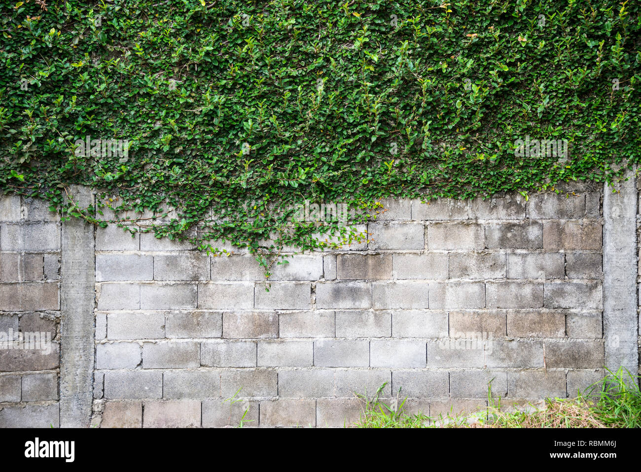 stone grey wall overgrown with green plant Stock Photo - Alamy