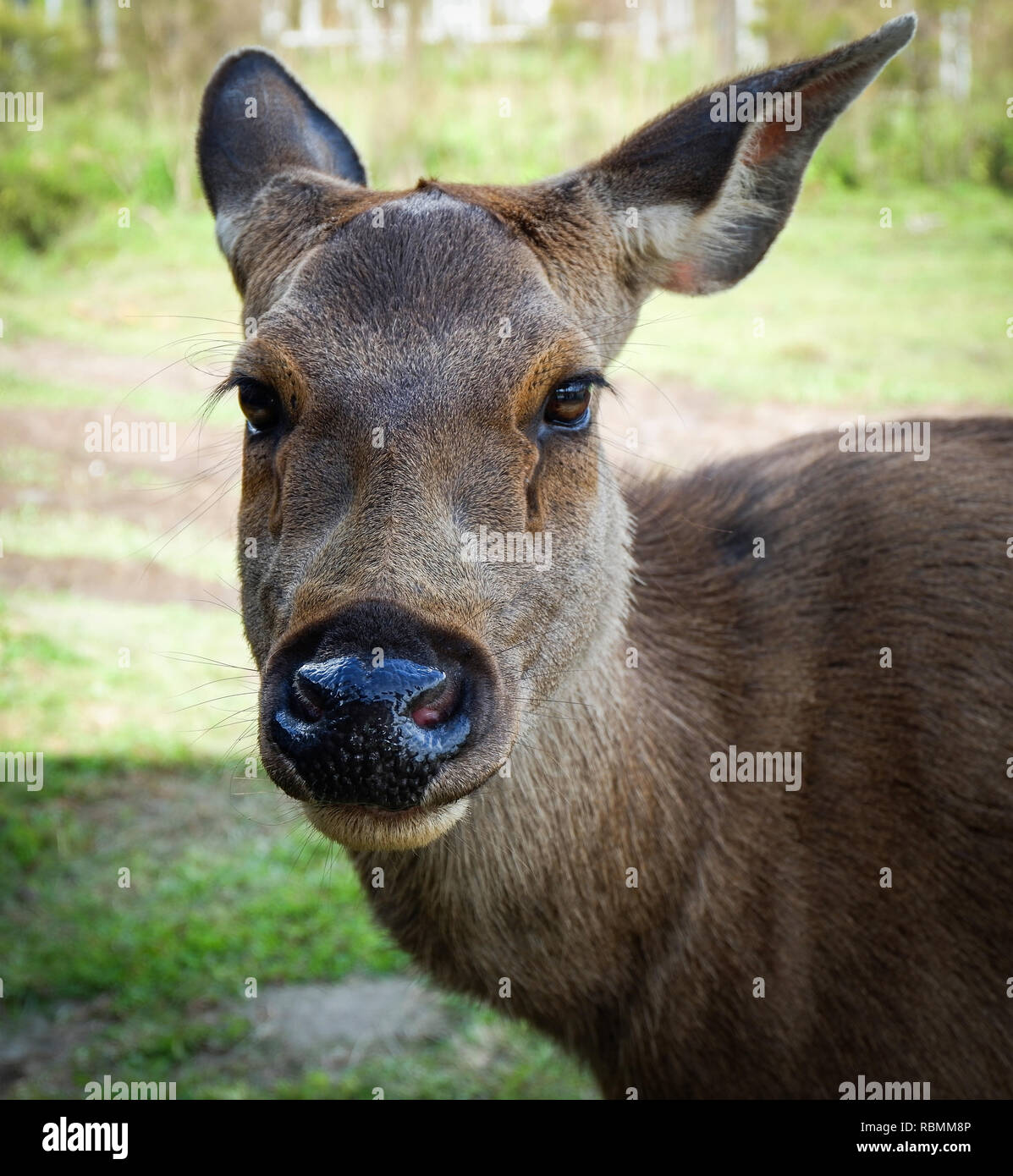 Deer face and head / close up of red deer female looking Stock Photo ...