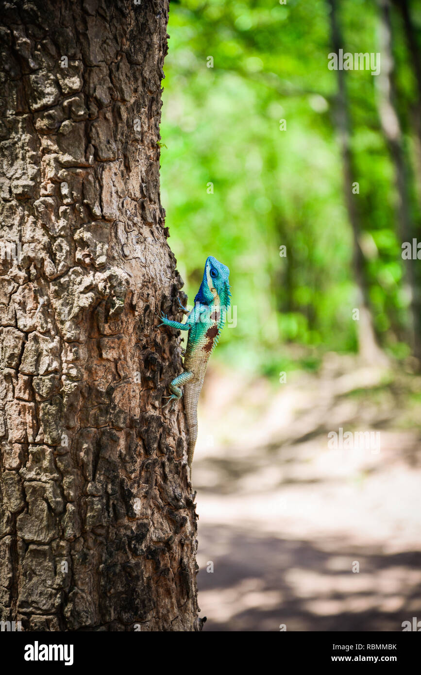 Garden lizard on tree / common lizard asia reptile wildlife on natute ...