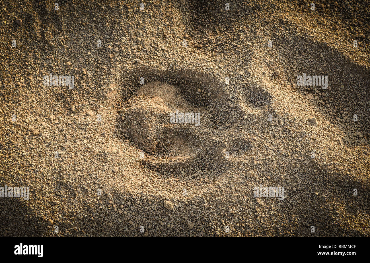 Feet horse running on mud hi-res stock photography and images - Alamy