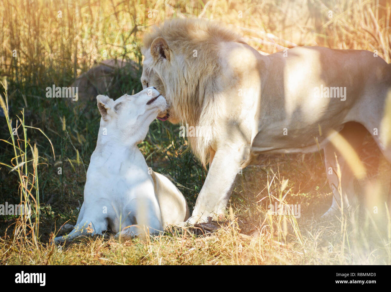 Wild White Lion King