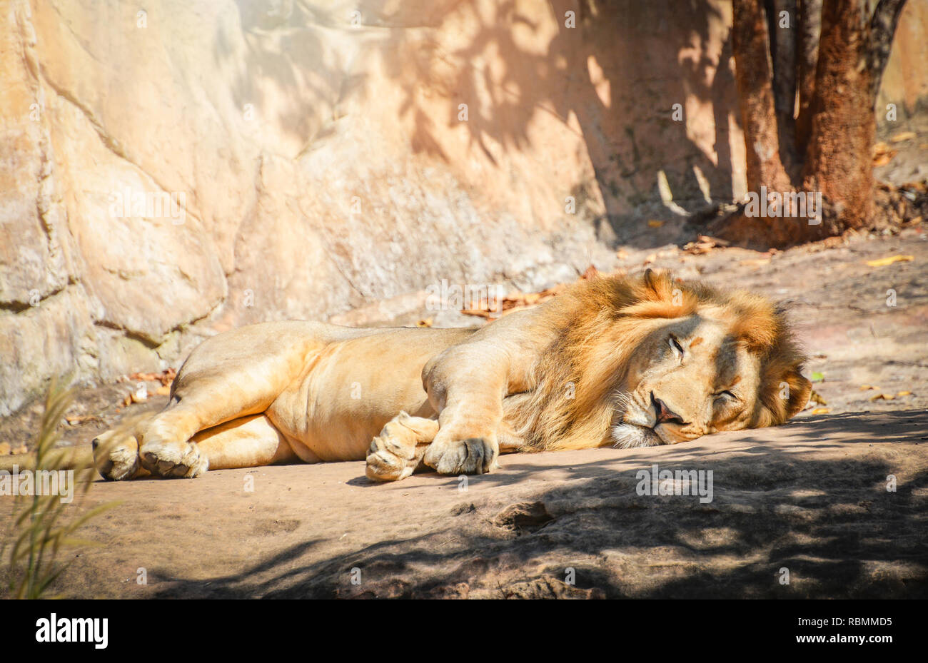 Male lion lying relaxing on floor stone safari - king of the Wild lion ...