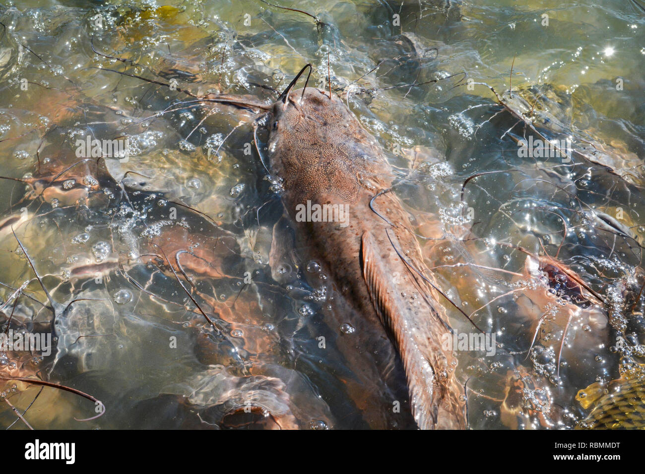 Feed fish / Many fish feed food a lot of feeding Catfish , Tilapia ...