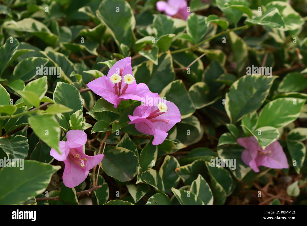 Bougainvillea paper flower hi-res stock photography and images - Alamy