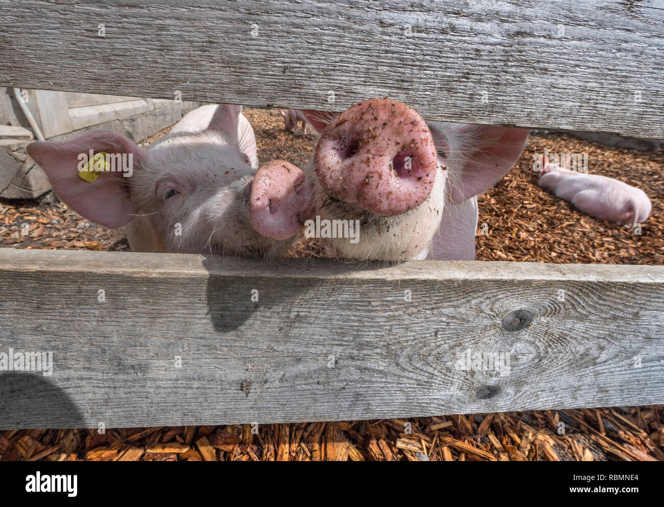 Cute pigs at the farm Stock Photo - Alamy