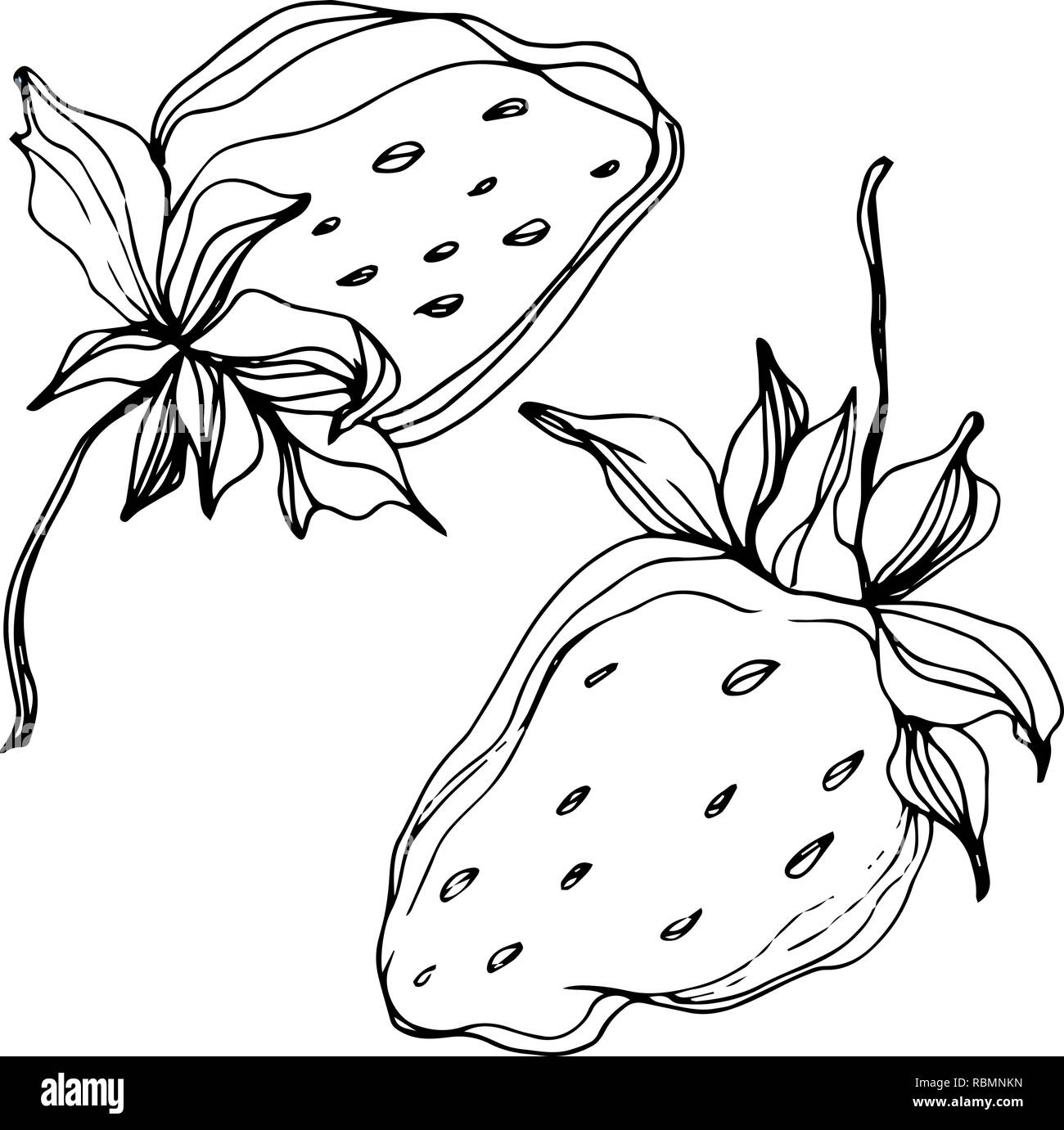 Vector Strawberry fruits. Black and white engraved ink art. Isolated ...