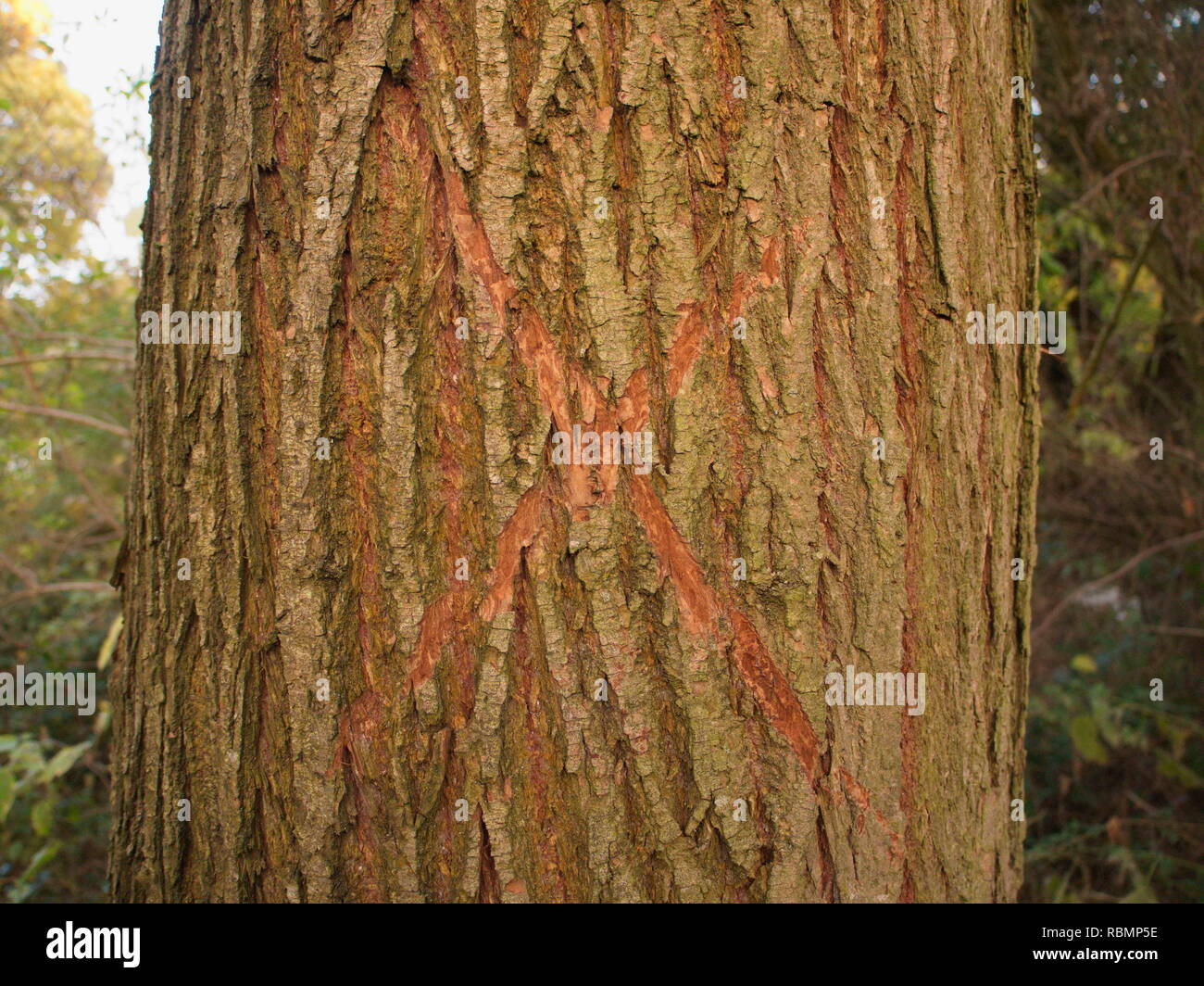 tree texture grooves nature macro detail no people Stock Photo - Alamy