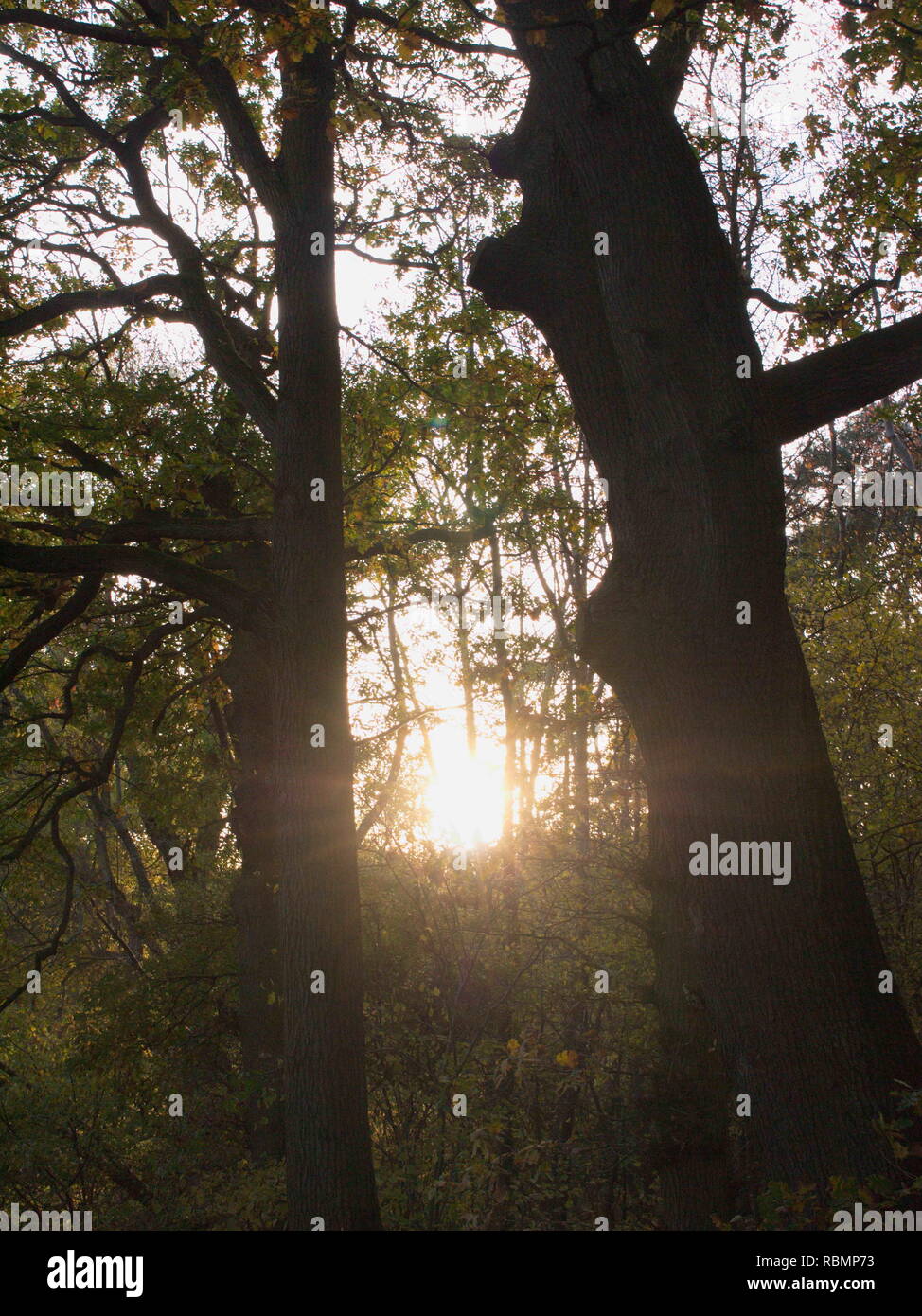 Autumn leaves on trees backbround empty space no people Stock Photo - Alamy