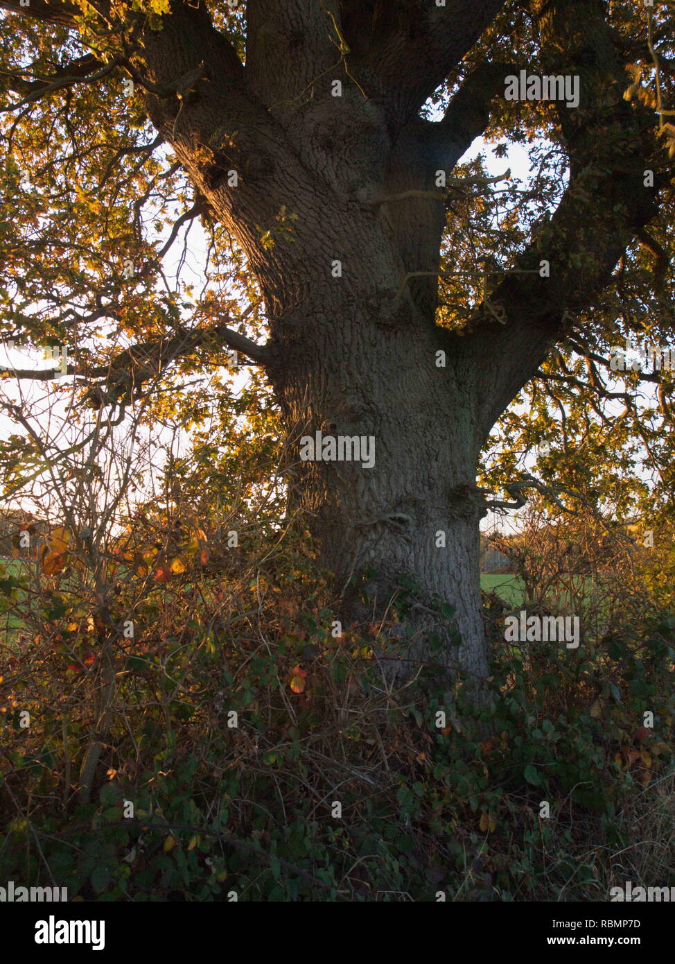 Autumn leaves on trees backbround empty space no people Stock Photo - Alamy