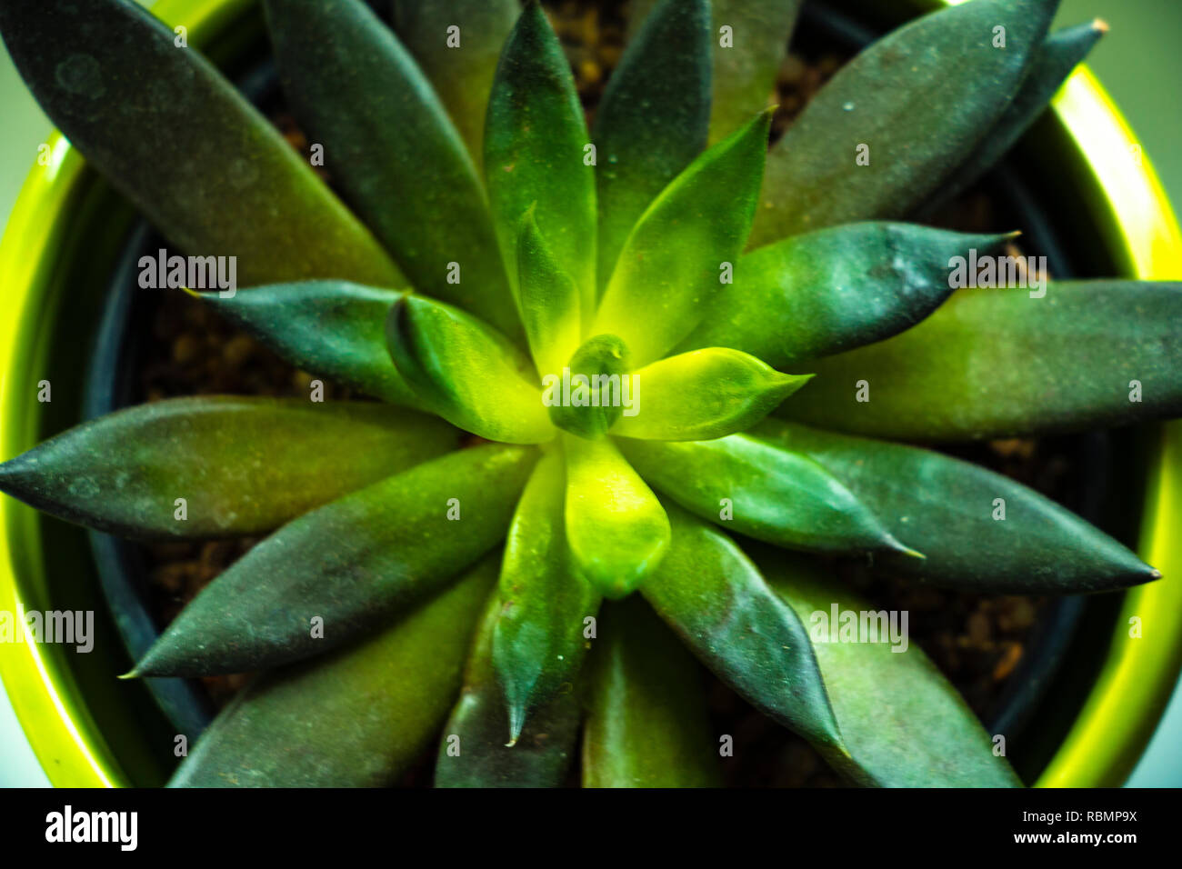 Cactus texture hi-res stock photography and images - Alamy