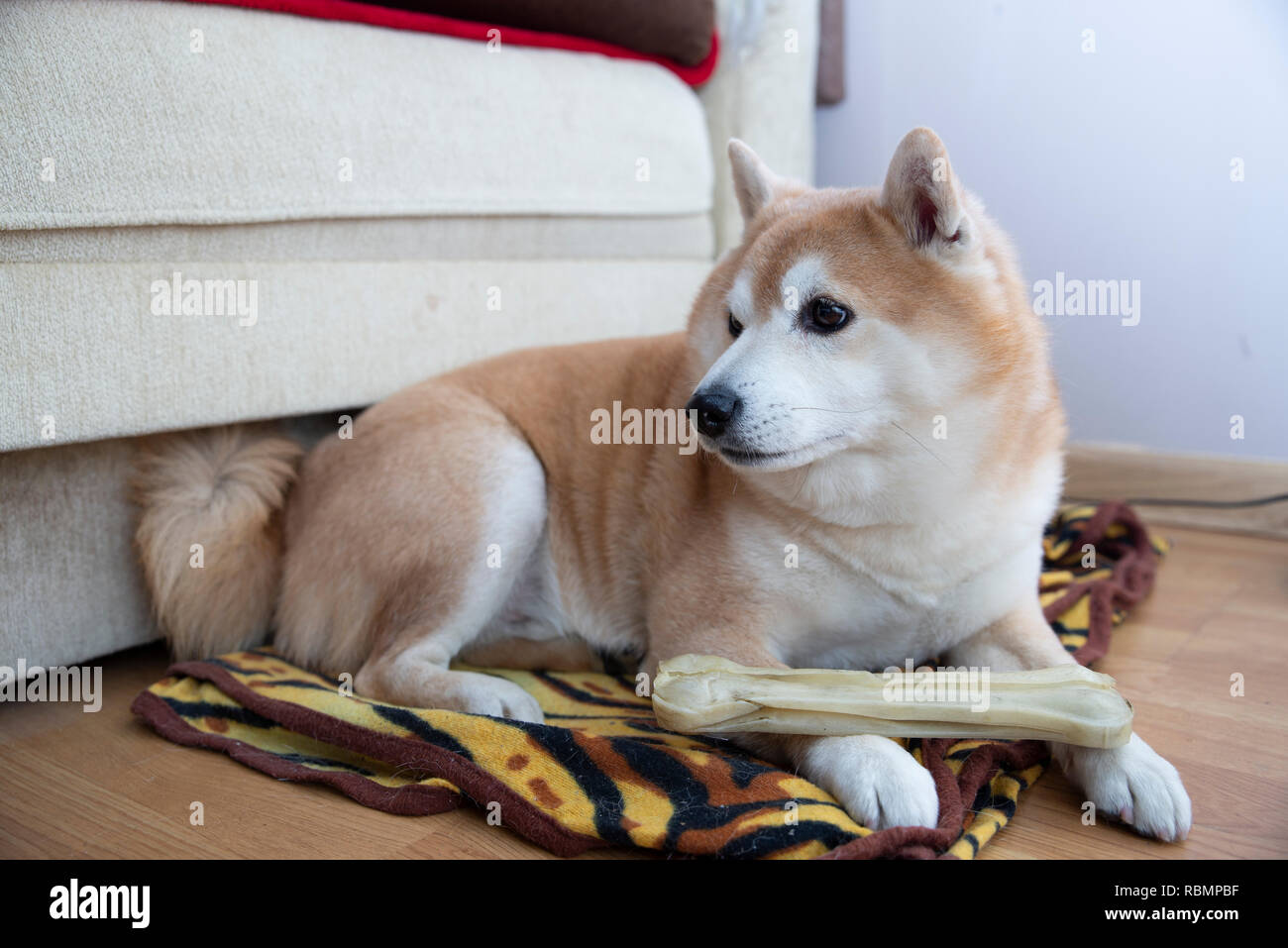 Shiba In dog with bone on the floor Stock Photo - Alamy