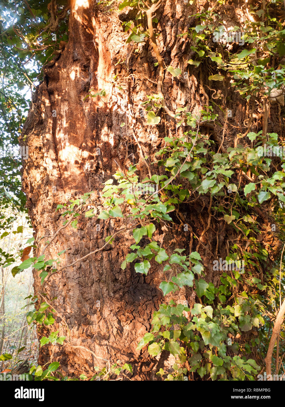 tree texture leaves detail beauty blue sky daylight Stock Photo - Alamy