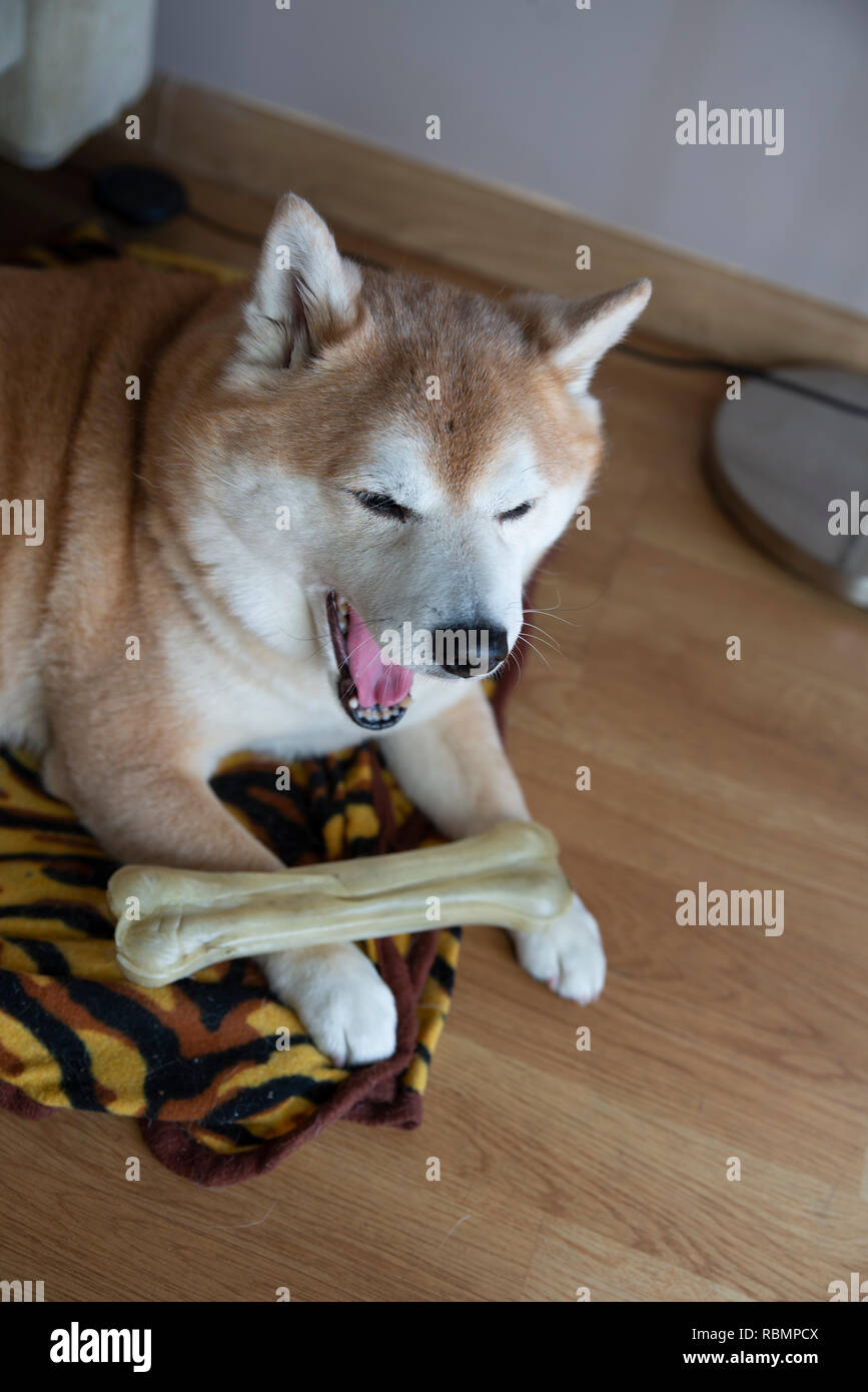 Are Bones Easily Digested By A Shiba Inu