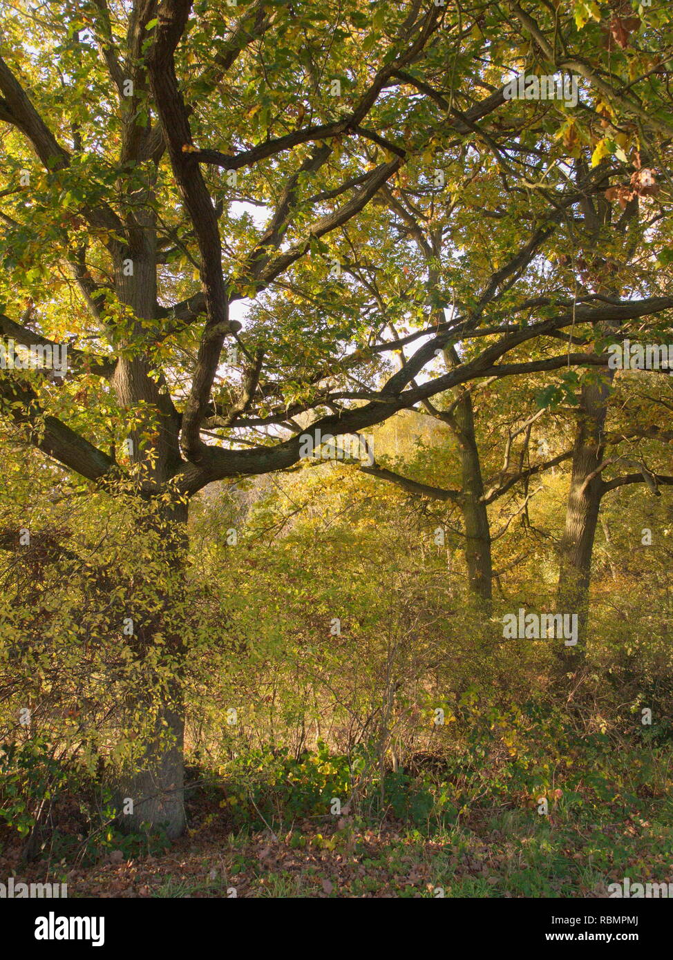 Autumn leaves on trees backbround empty space no people Stock Photo - Alamy