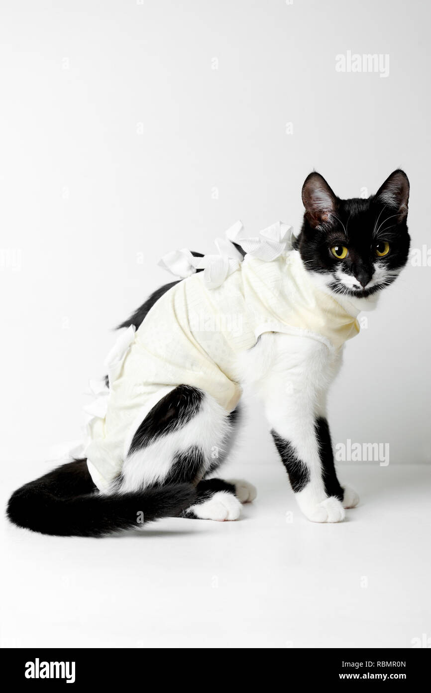 Postoperative bandage on a black and white kitten to protect after ...