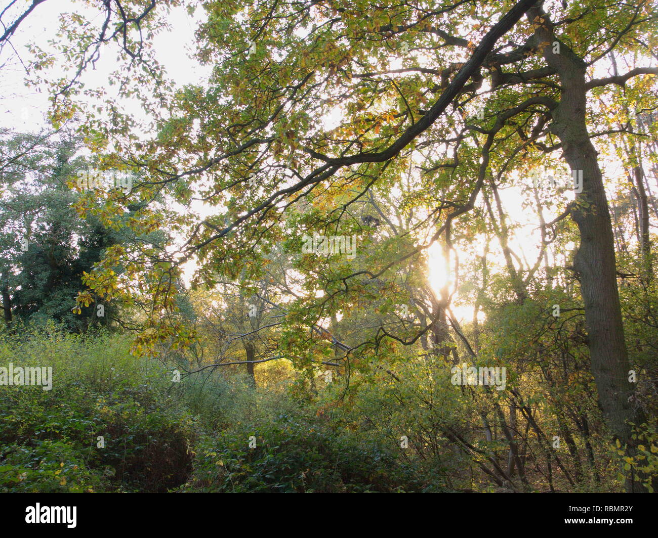Autumn leaves on trees backbround empty space no people Stock Photo - Alamy