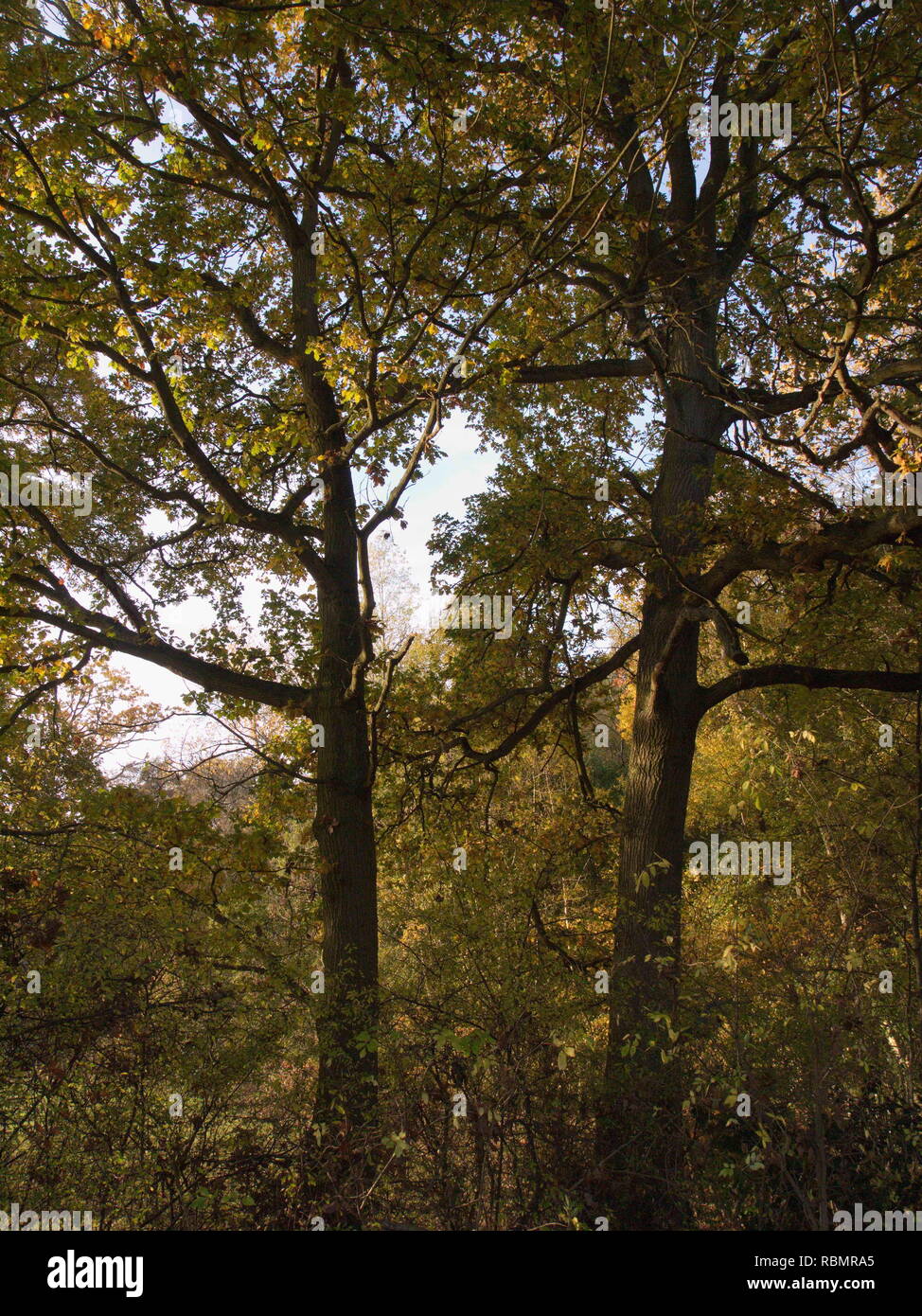 Autumn leaves on trees backbround empty space no people Stock Photo - Alamy