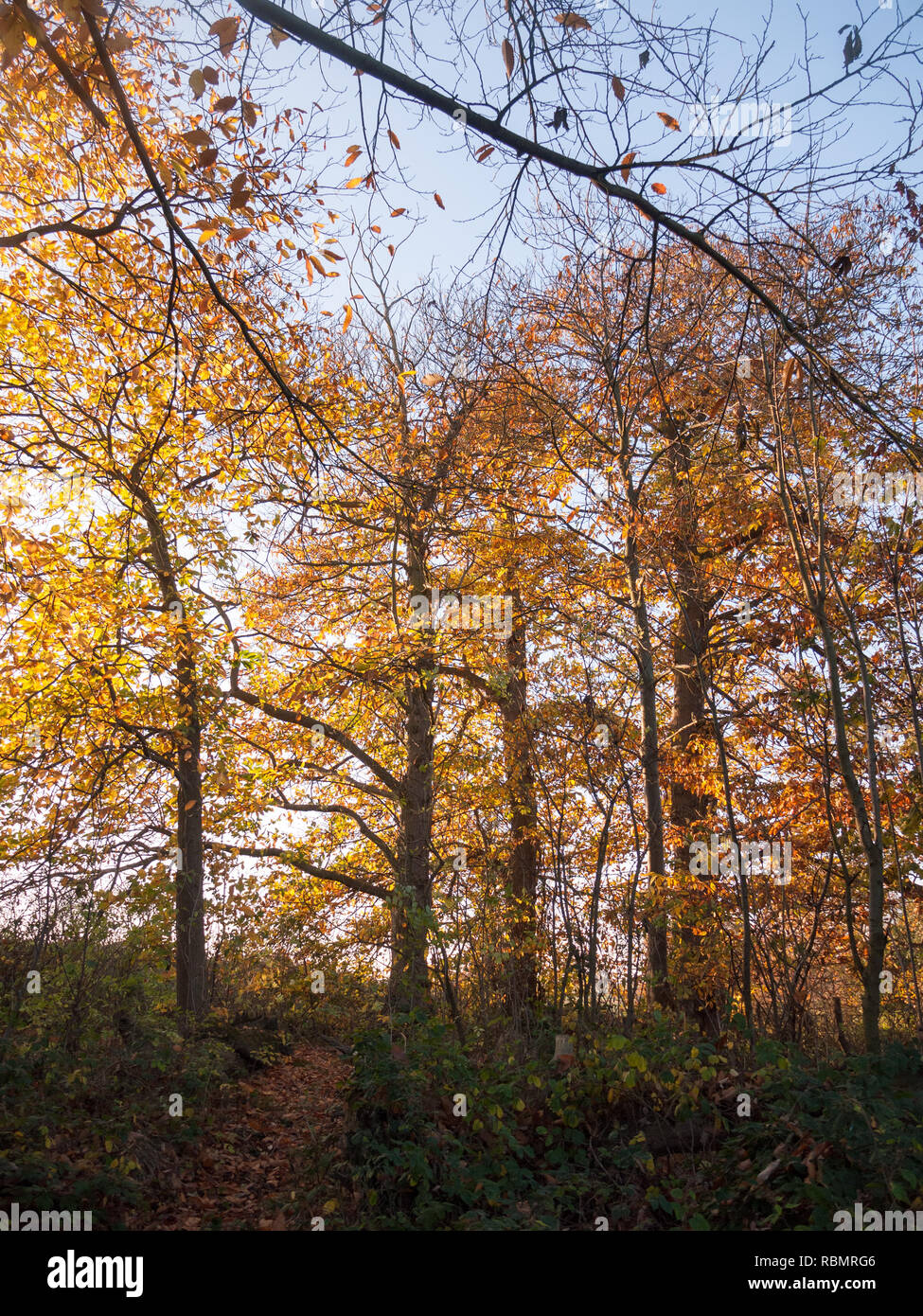 Autumn leaves on trees backbround empty space no people Stock Photo - Alamy