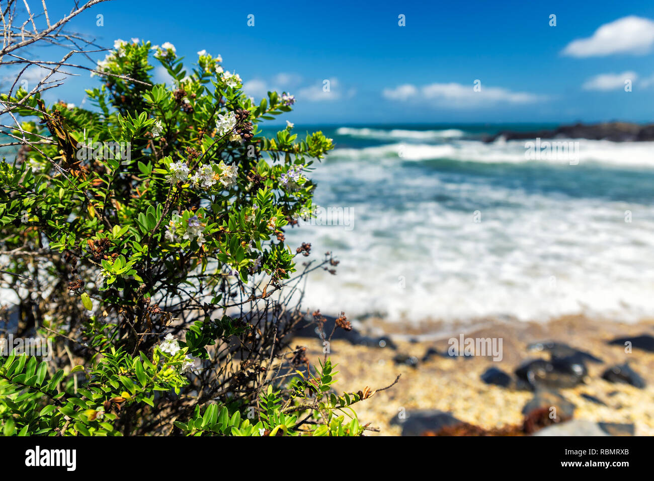 Blossom tree with white flowers at the ocean coastline, New Zealand ...