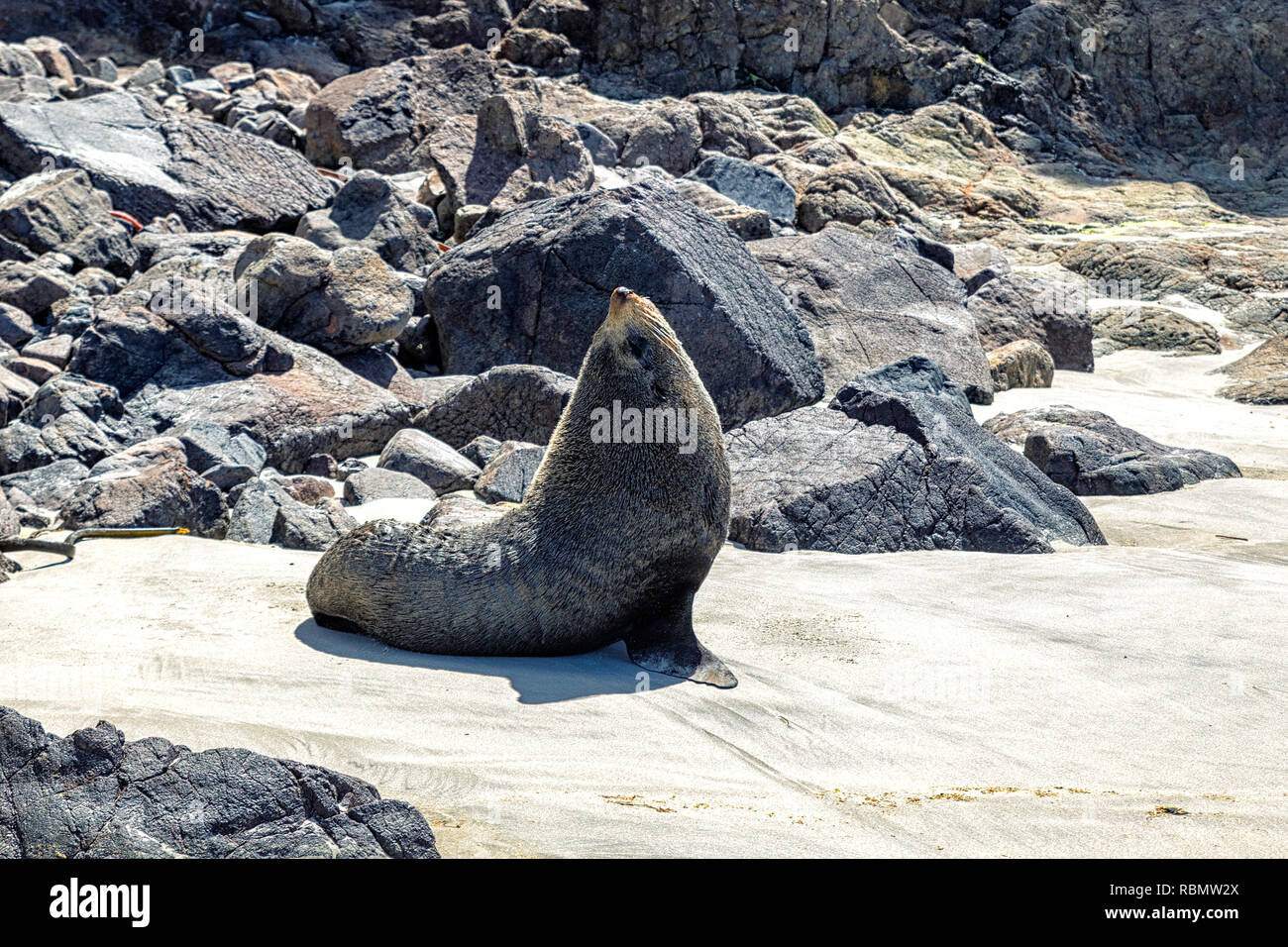 Fur seal posing on the beach in Otago region, New Zealand Stock Photo ...