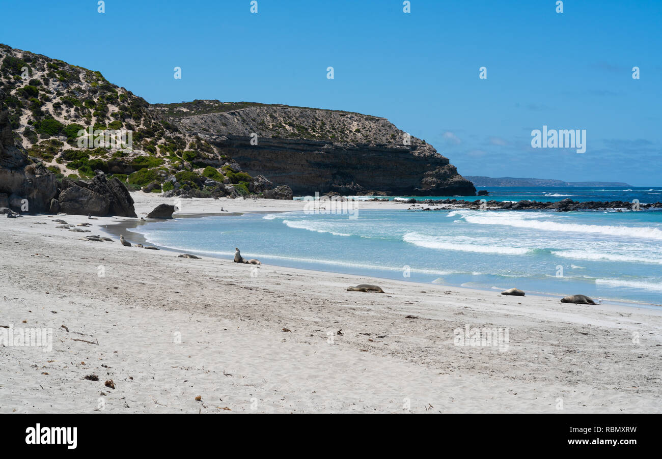 Seal bay scenery on Kangaroo Island South Australia with resting ...