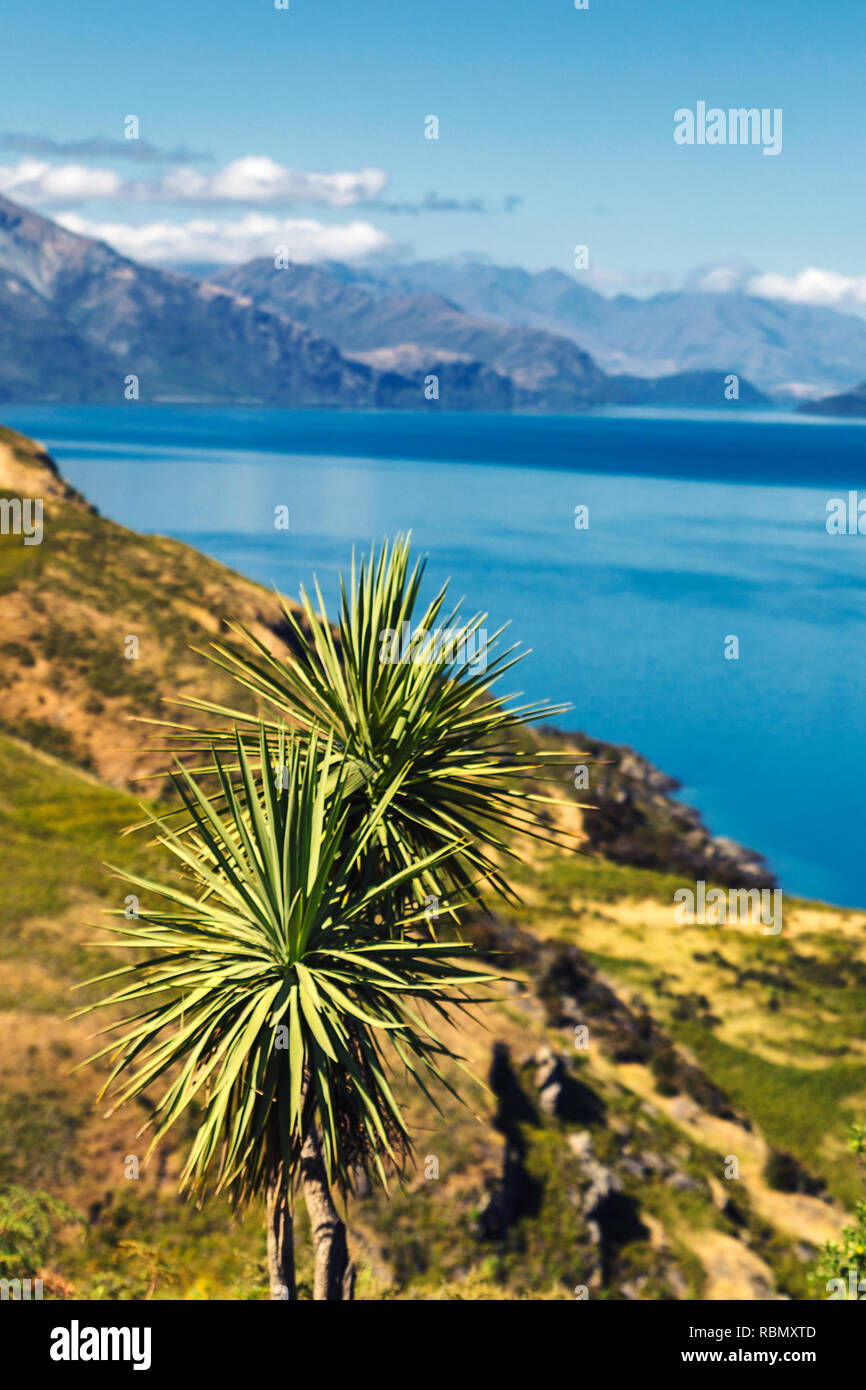 New zealand cabbage palm hi-res stock photography and images - Alamy