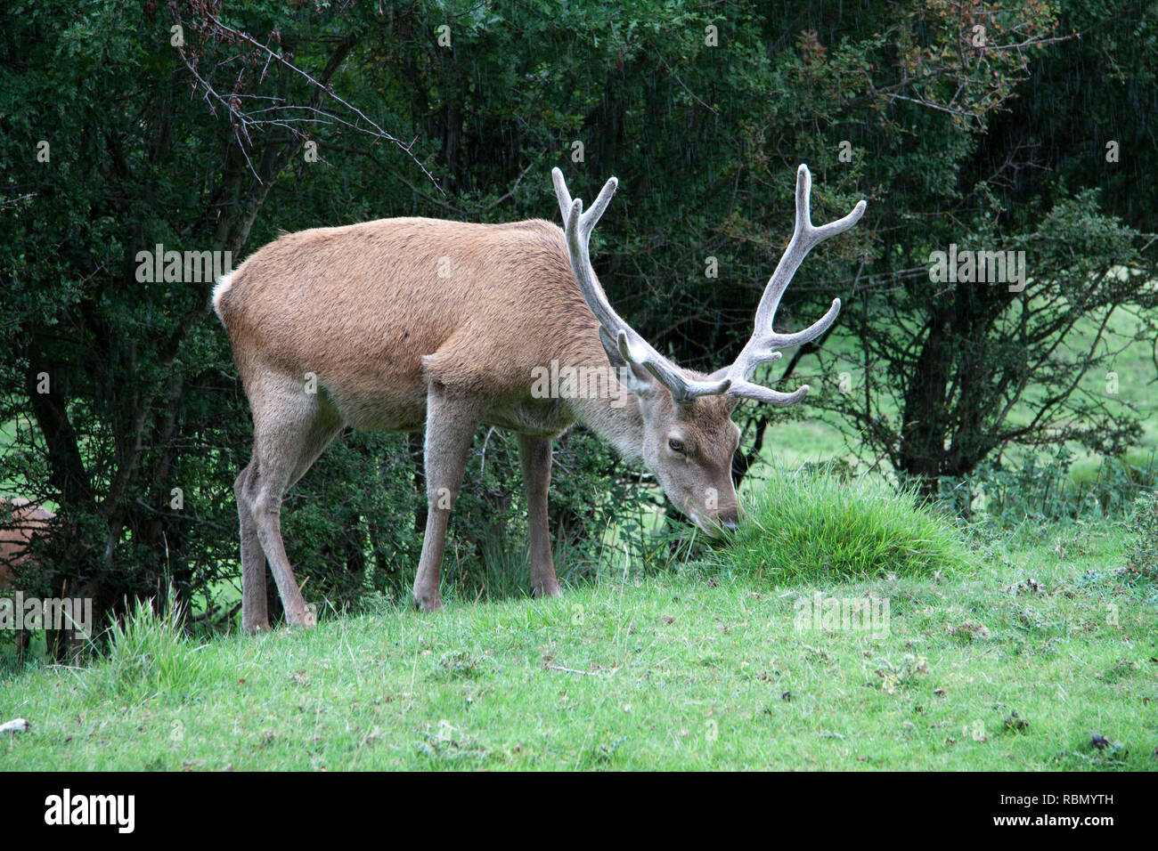 Cervinae hi-res stock photography and images - Alamy