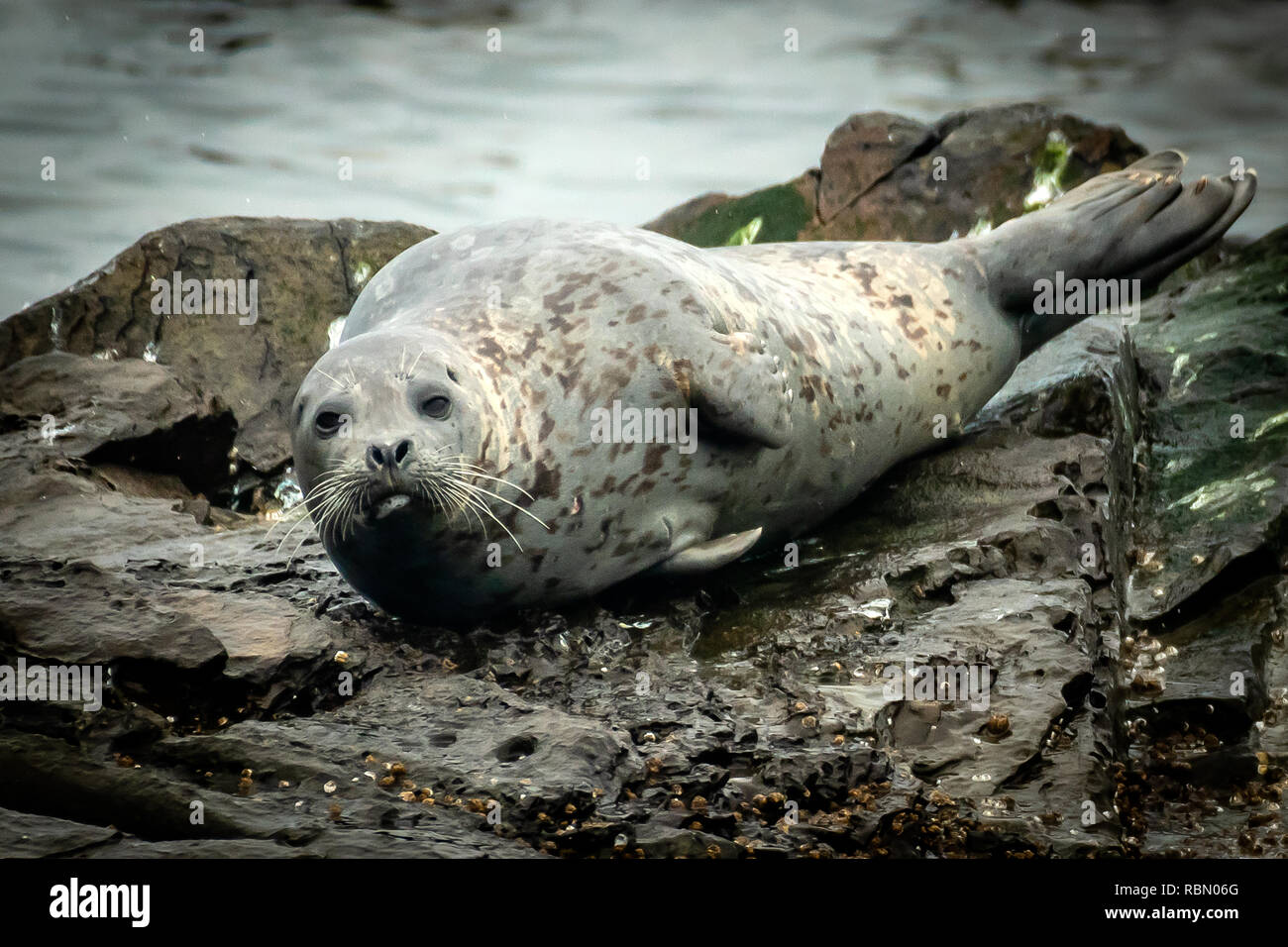 Earless hi-res stock photography and images - Alamy