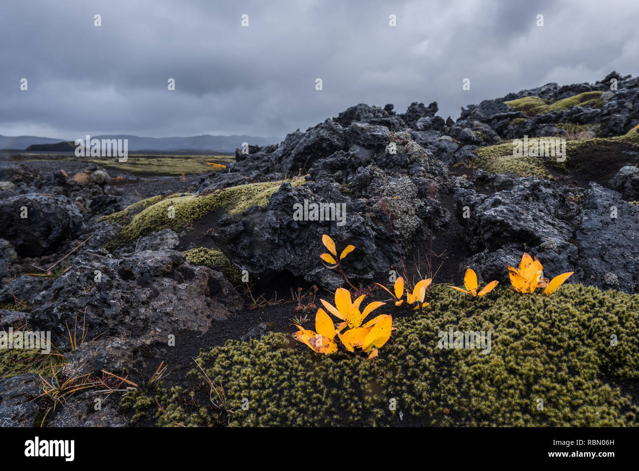 bright arctic willow in the vastness of volcanic Icelandic landscape ...