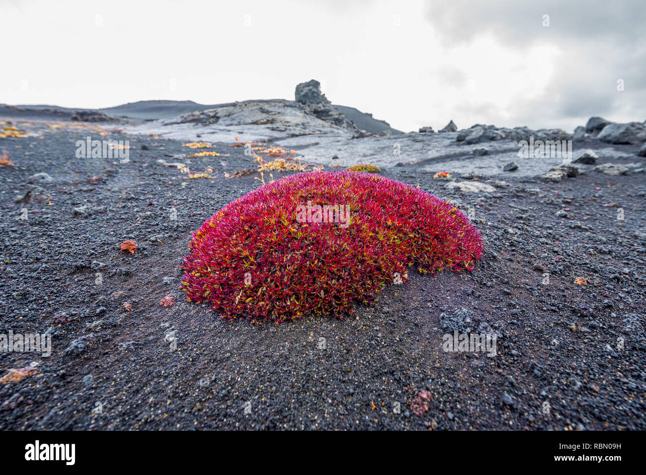 Lava vegetation hi-res stock photography and images - Alamy