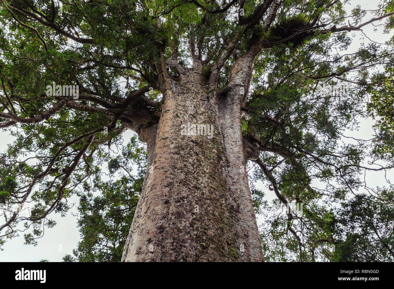 Kauri tree hi-res stock photography and images - Alamy