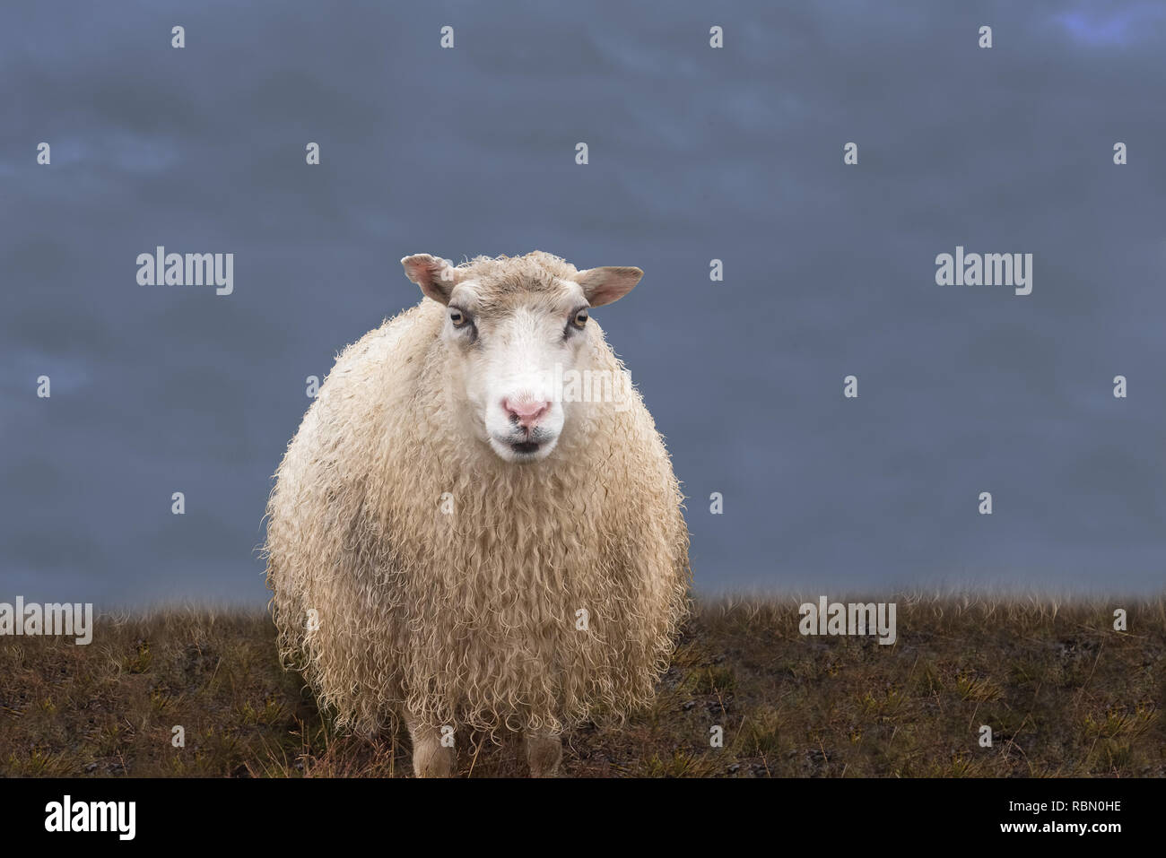 single sheep looking curious Stock Photo - Alamy