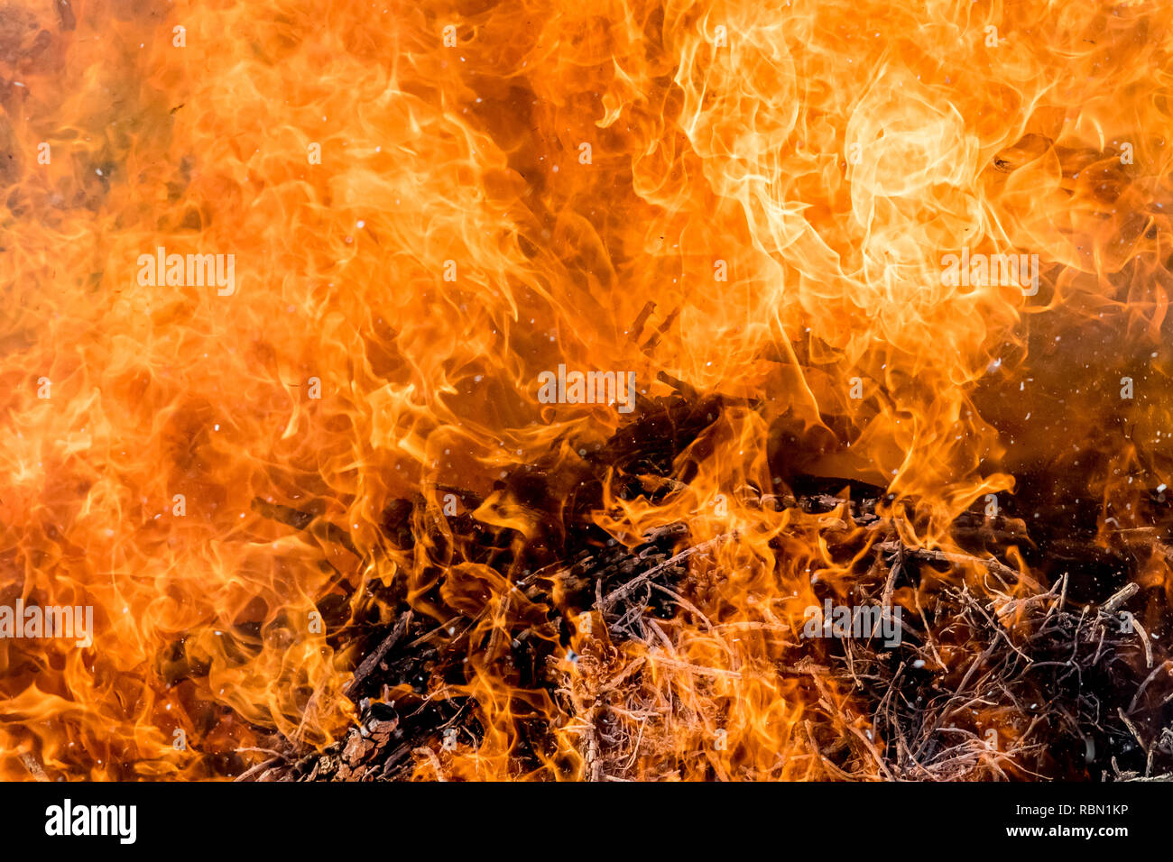 The elemental forest hi-res stock photography and images - Alamy