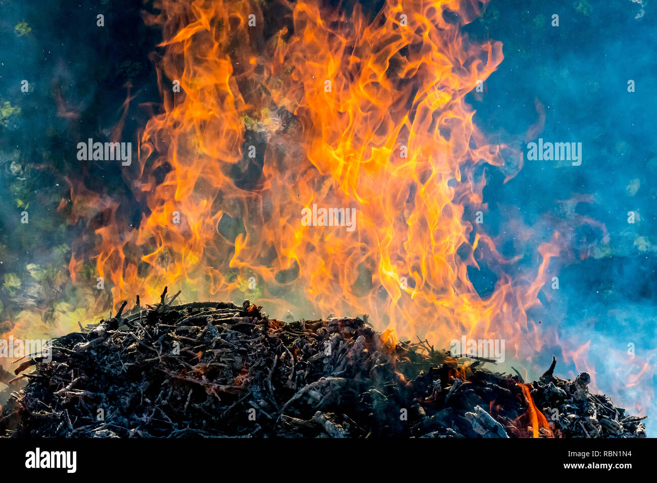 The elemental forest hi-res stock photography and images - Alamy