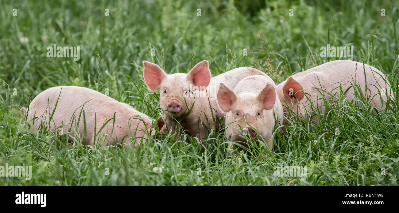 Cute baby piglets hi-res stock photography and images - Alamy