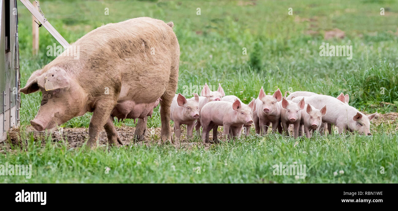 little piglets with big sow on green meadow Stock Photo - Alamy