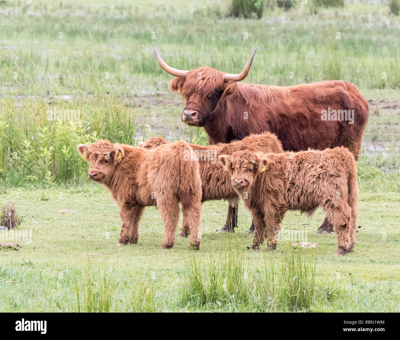 Highland cattle family on meadow Stock Photo - Alamy