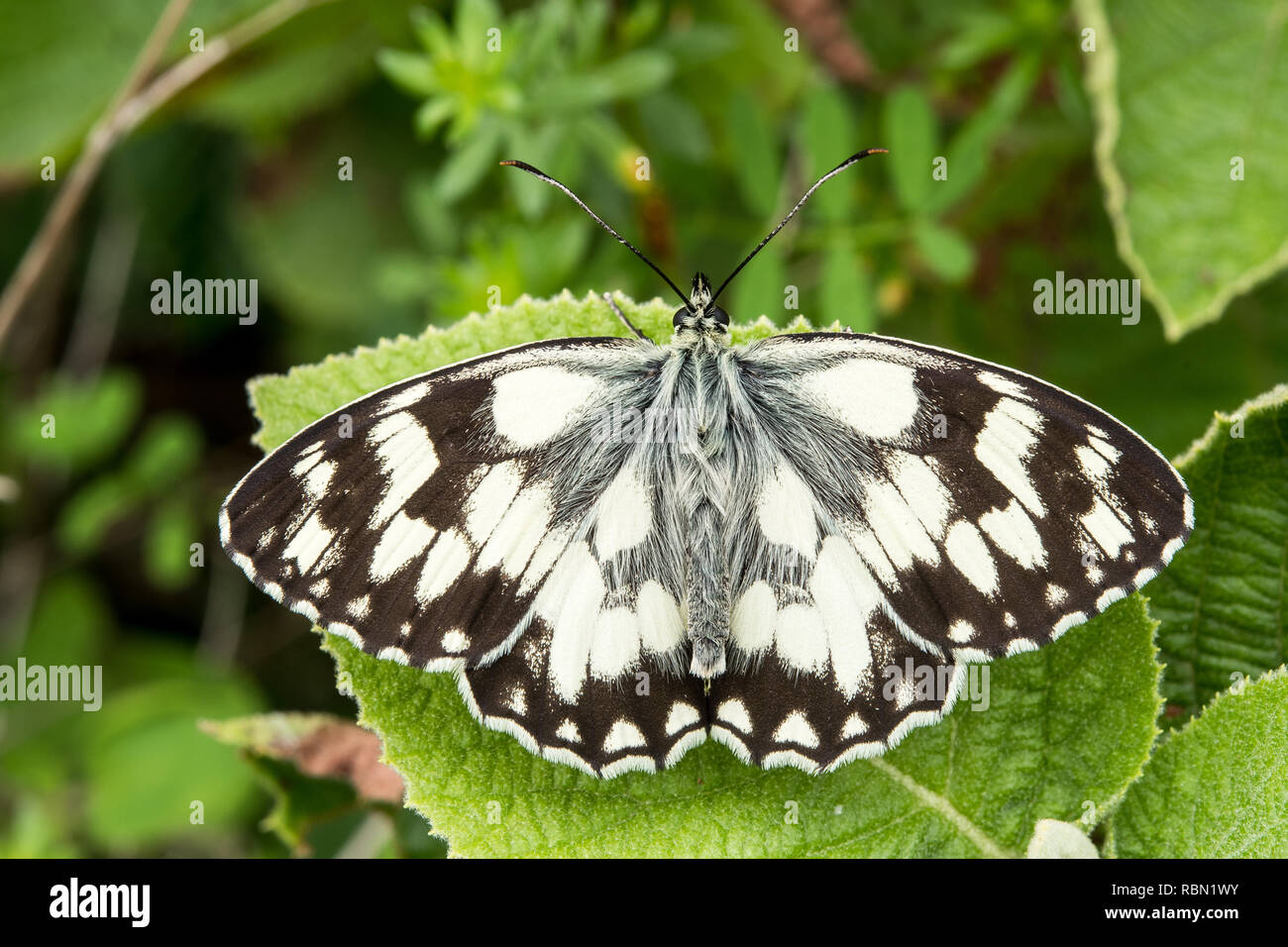 single western marbled white butterfly with open wings Stock Photo - Alamy