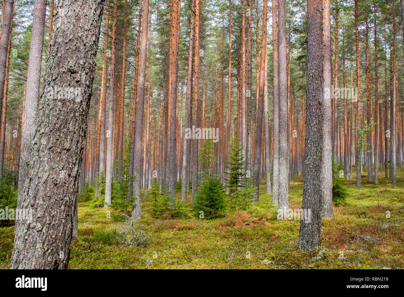 Many trees hi-res stock photography and images - Alamy