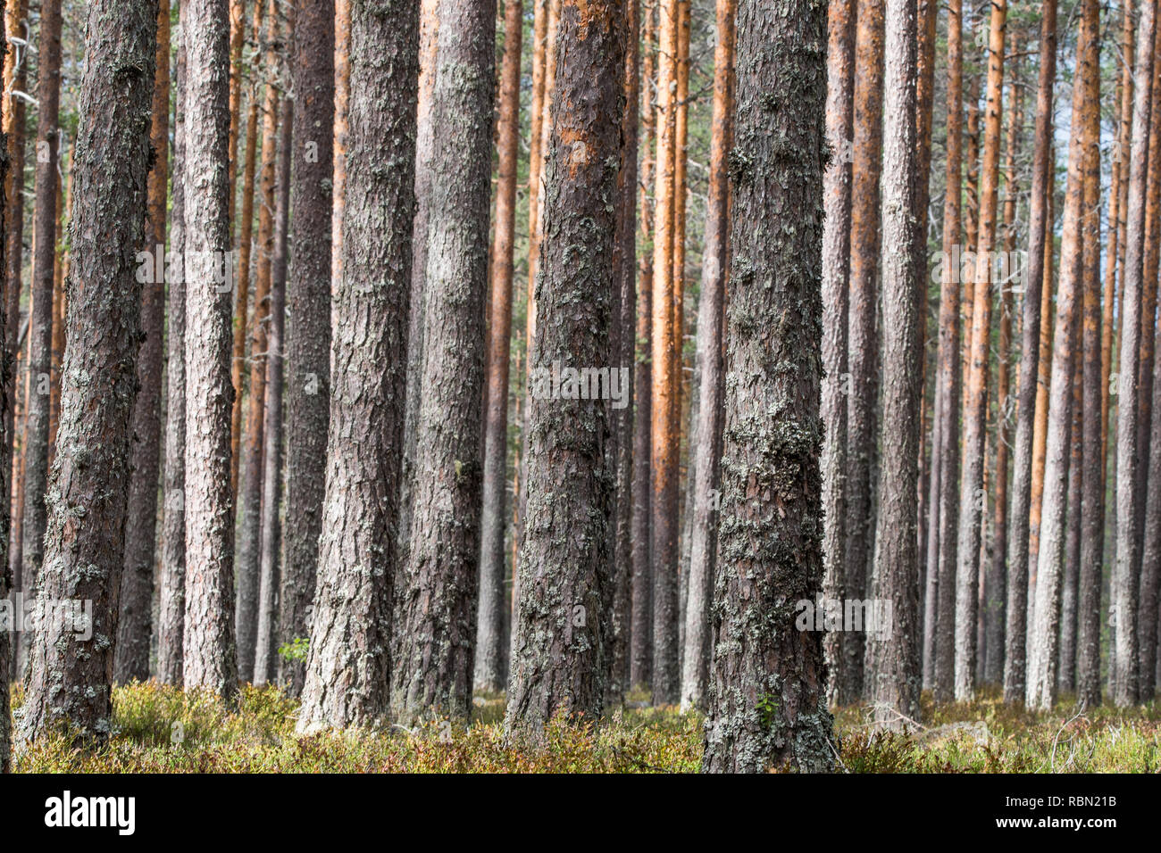 Many trees hi-res stock photography and images - Alamy