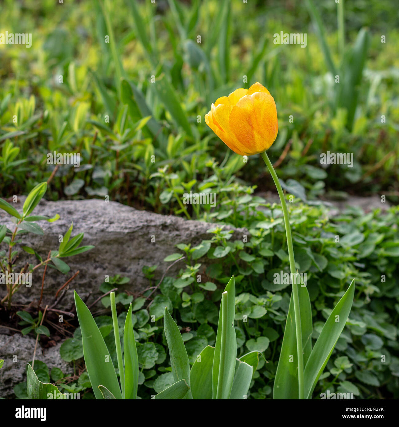 Single yellow tulip one petal hi-res stock photography and images - Alamy