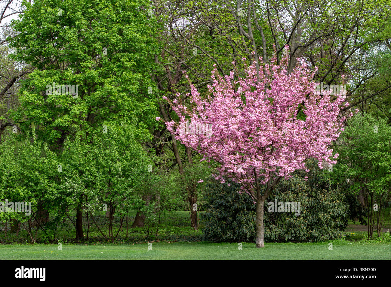 A single tree with pink flowers contrasts with a grove of green trees ...