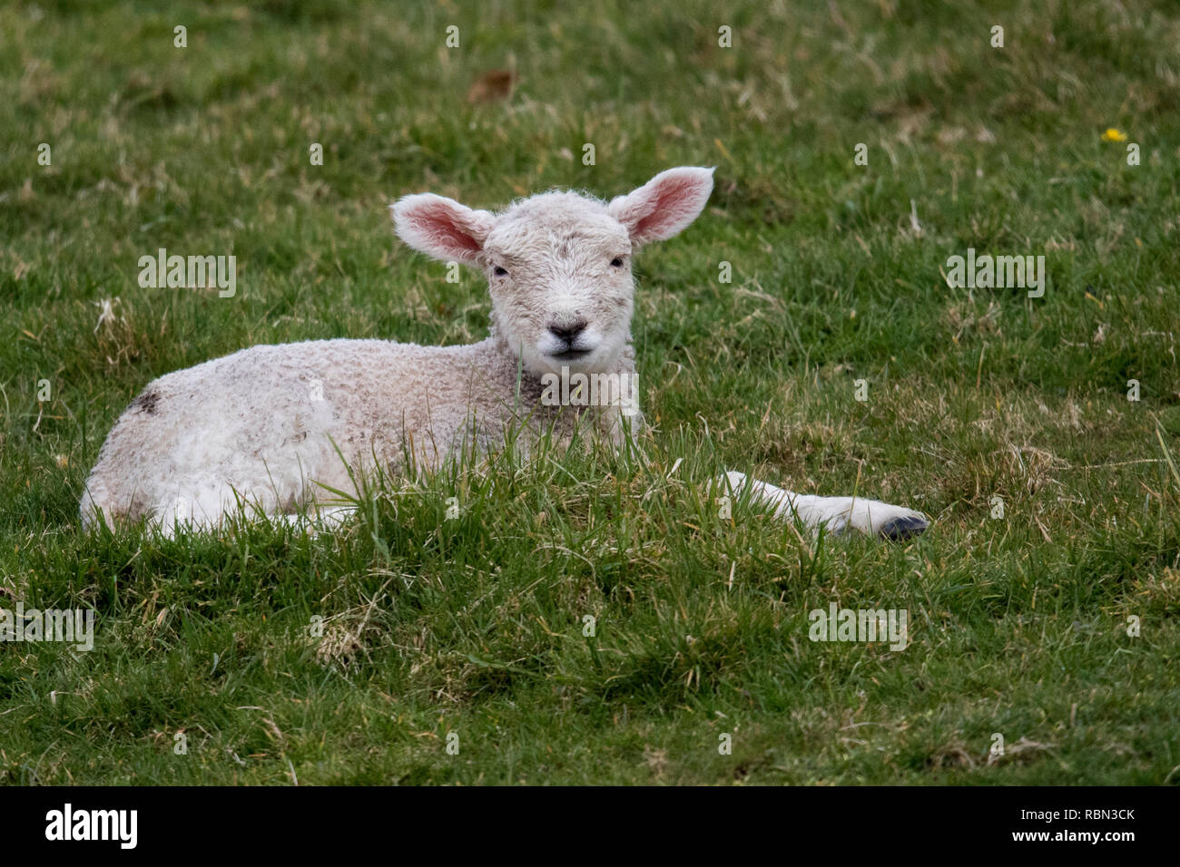 Dartmoor spring lambs hi-res stock photography and images - Alamy