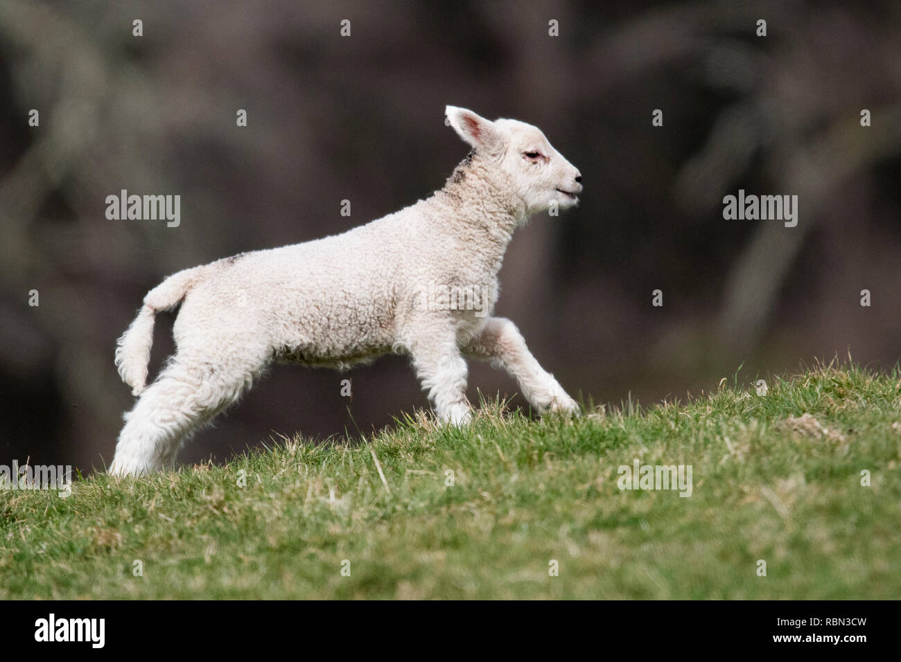 Dartmoor spring lambs hi-res stock photography and images - Alamy