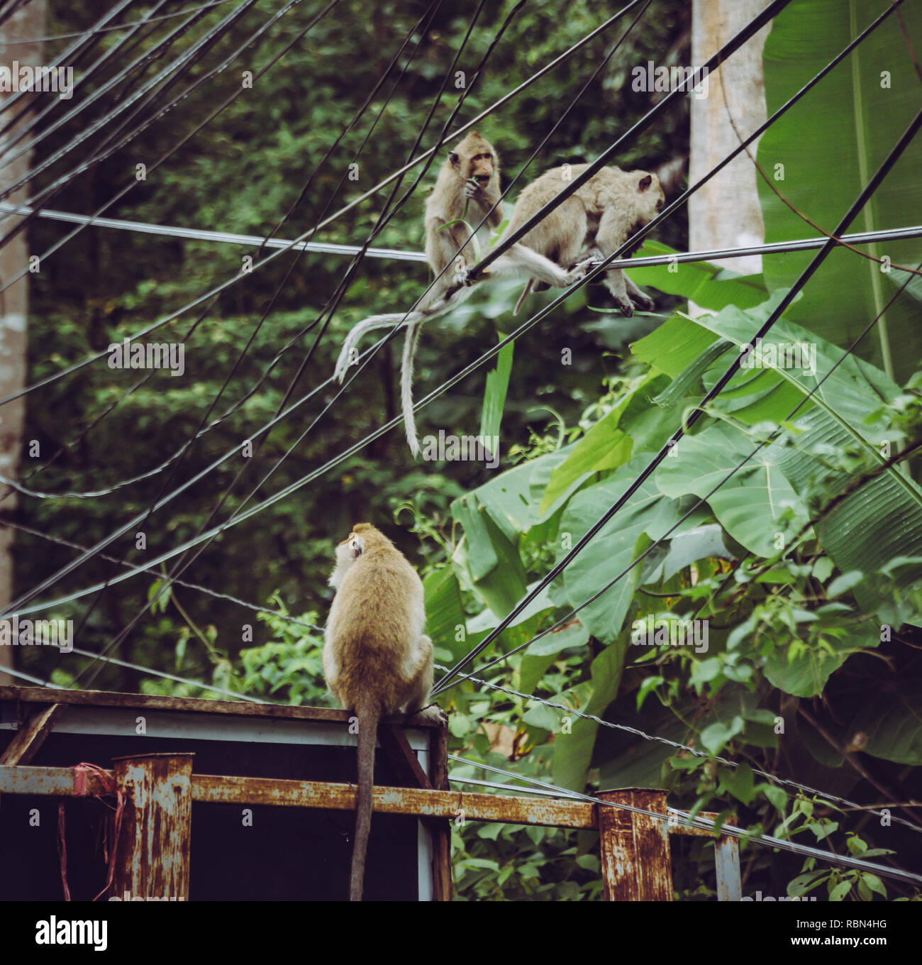 Monkeys Cable High Resolution Stock Photography and Images - Alamy